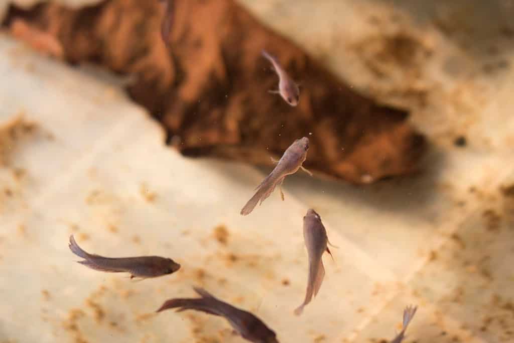 Betta Fish Eggs: Hatching Time, Appearance, and How Many Babies to ...