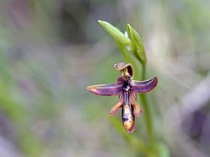 The 9 Ugliest Flowers In the World - A-Z Animals