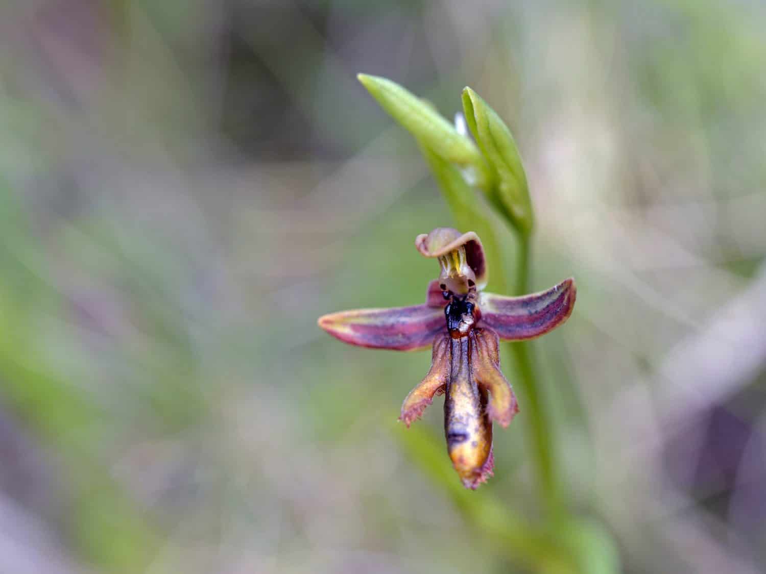 The 9 Ugliest Flowers In the World - A-Z Animals