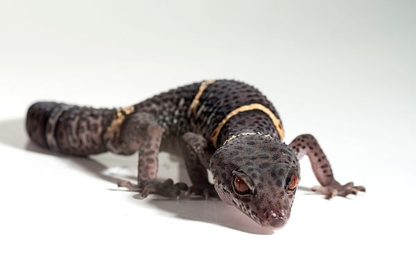 The Top 10 Most Recommended Types of Pet Geckos - A-Z Animals