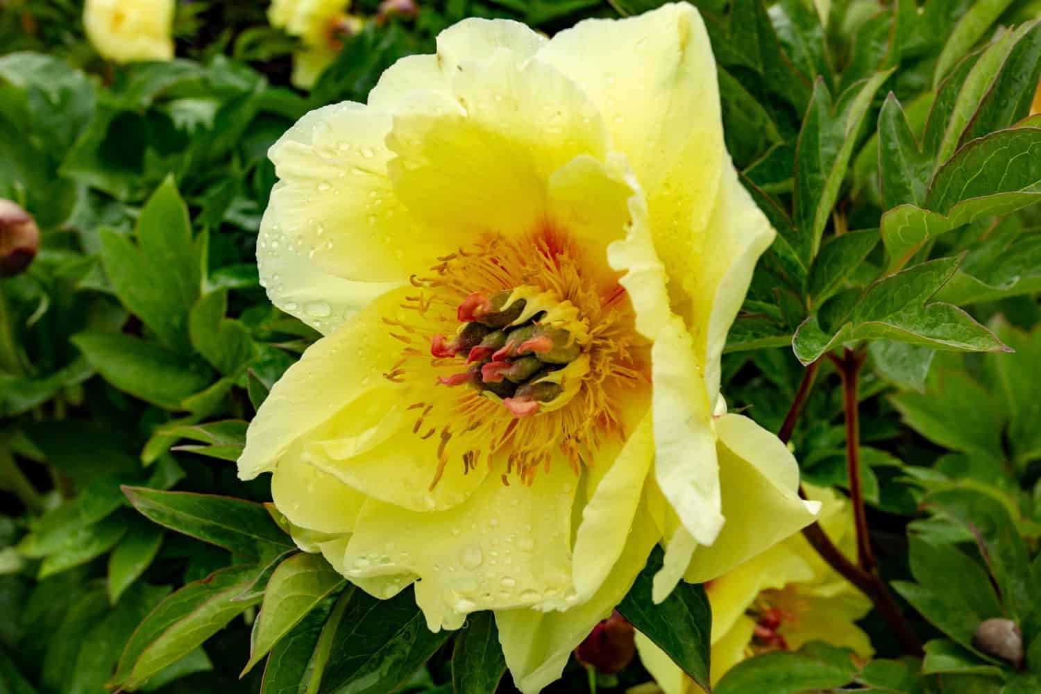 Discover 12 Types of Peony Flowers - A-Z Animals