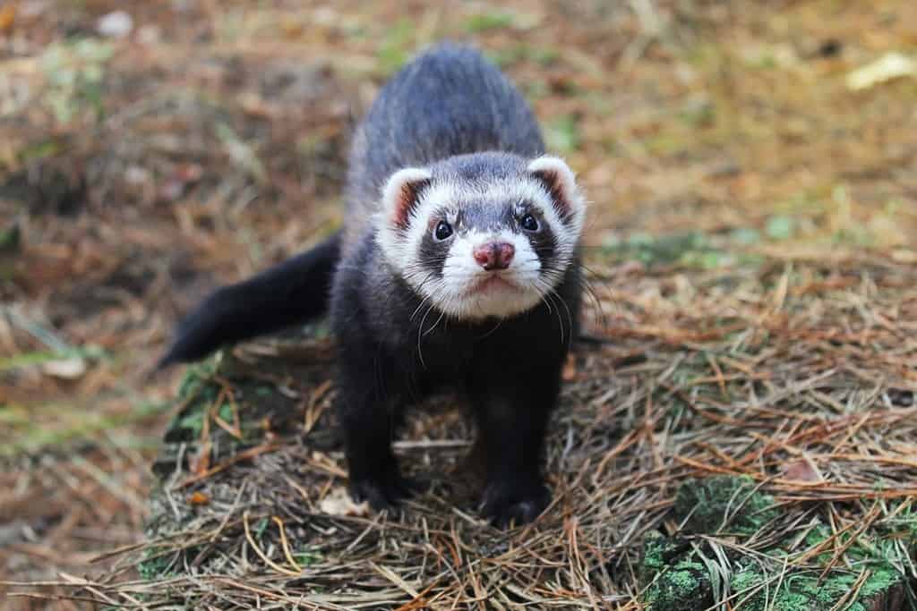 Are Black-Footed Ferrets Endangered and How Many Are Left In the World ...