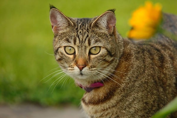 The 9 Spotted Cat Breeds and Where They Came From - A-Z Animals