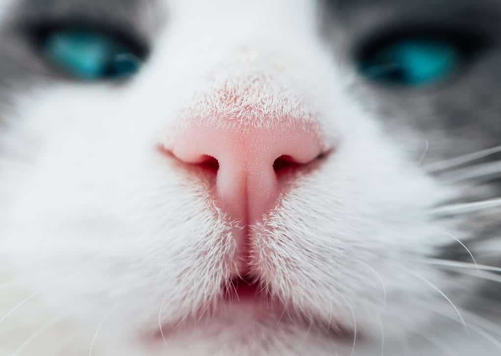 Why Animals with Big Eyes and Round Faces Melt Our Hearts - A-Z Animals