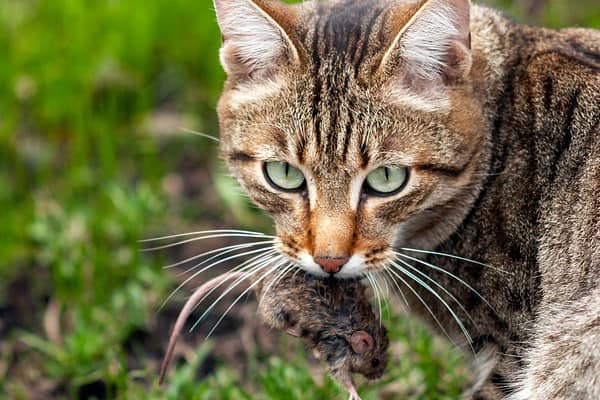 What Do Cats Eat? Exploring the Diets of Domestic and Wild Felines - A ...
