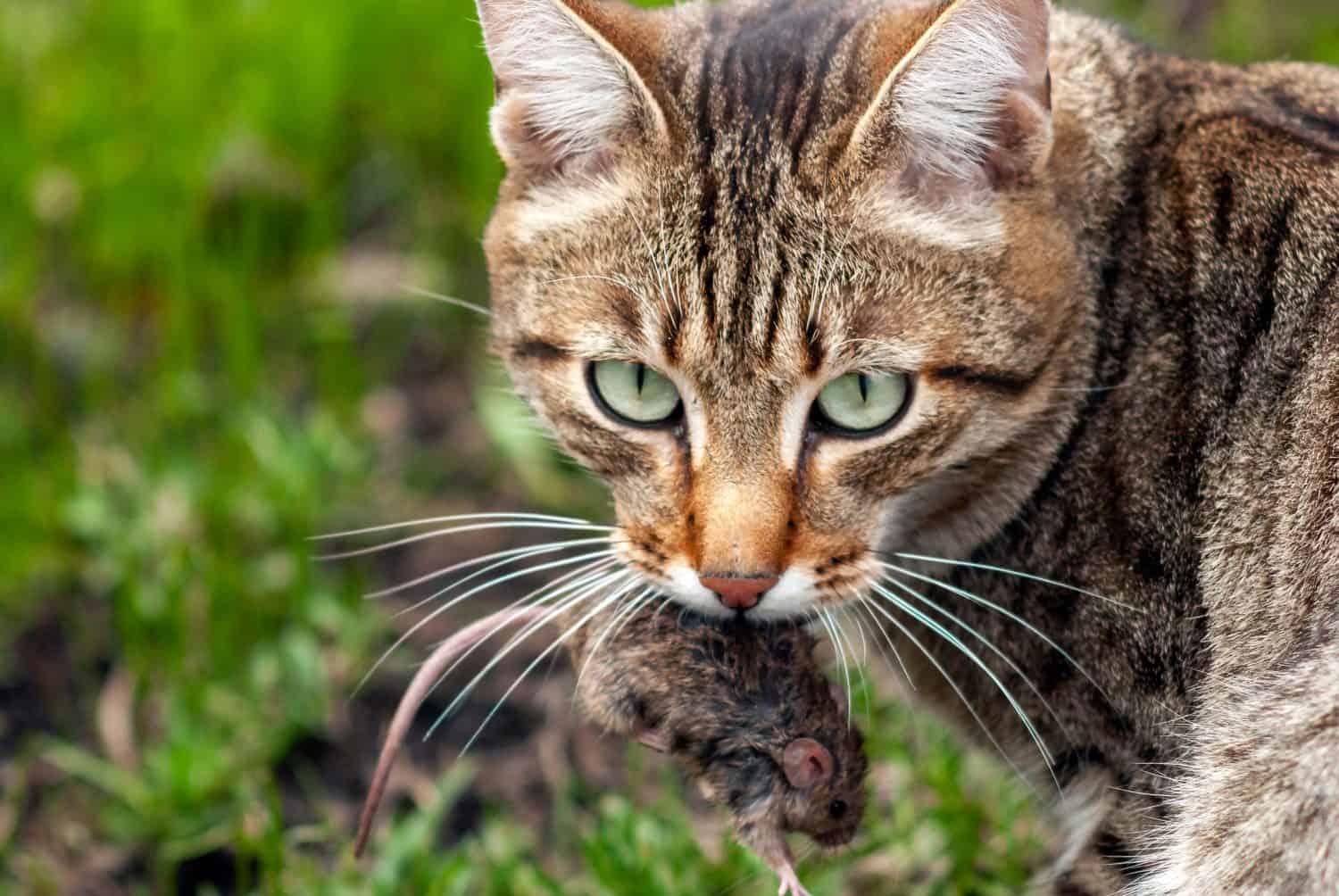 Food Aggression in Cats: What Causes It and Our Top Tips for Stopping ...