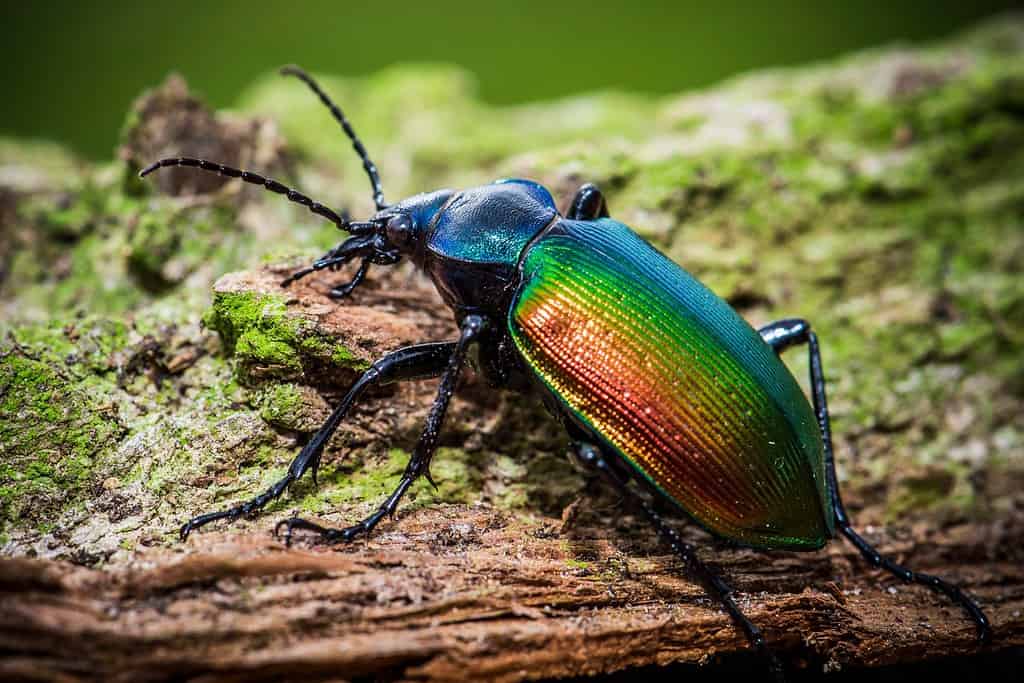 These Stunning Rainbow-Colored Creatures Show the True Beauty of Nature ...