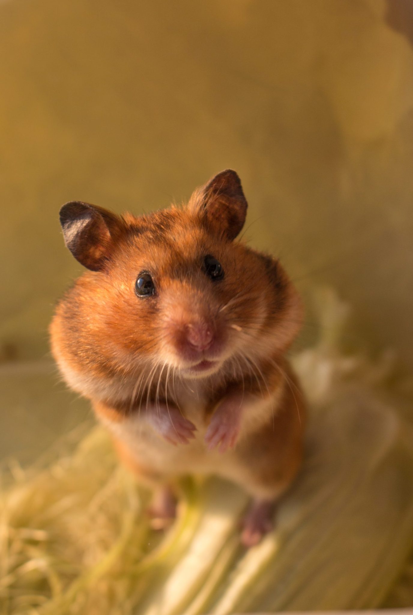32 Countries Where Hamsters Live in the Wild . . . Yes, Hamsters! - A-Z ...