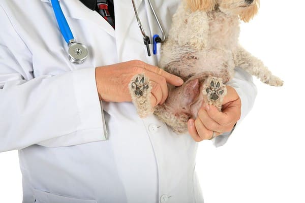 The Most Common Tumors in Dogs (With Pictures) - A-Z Animals