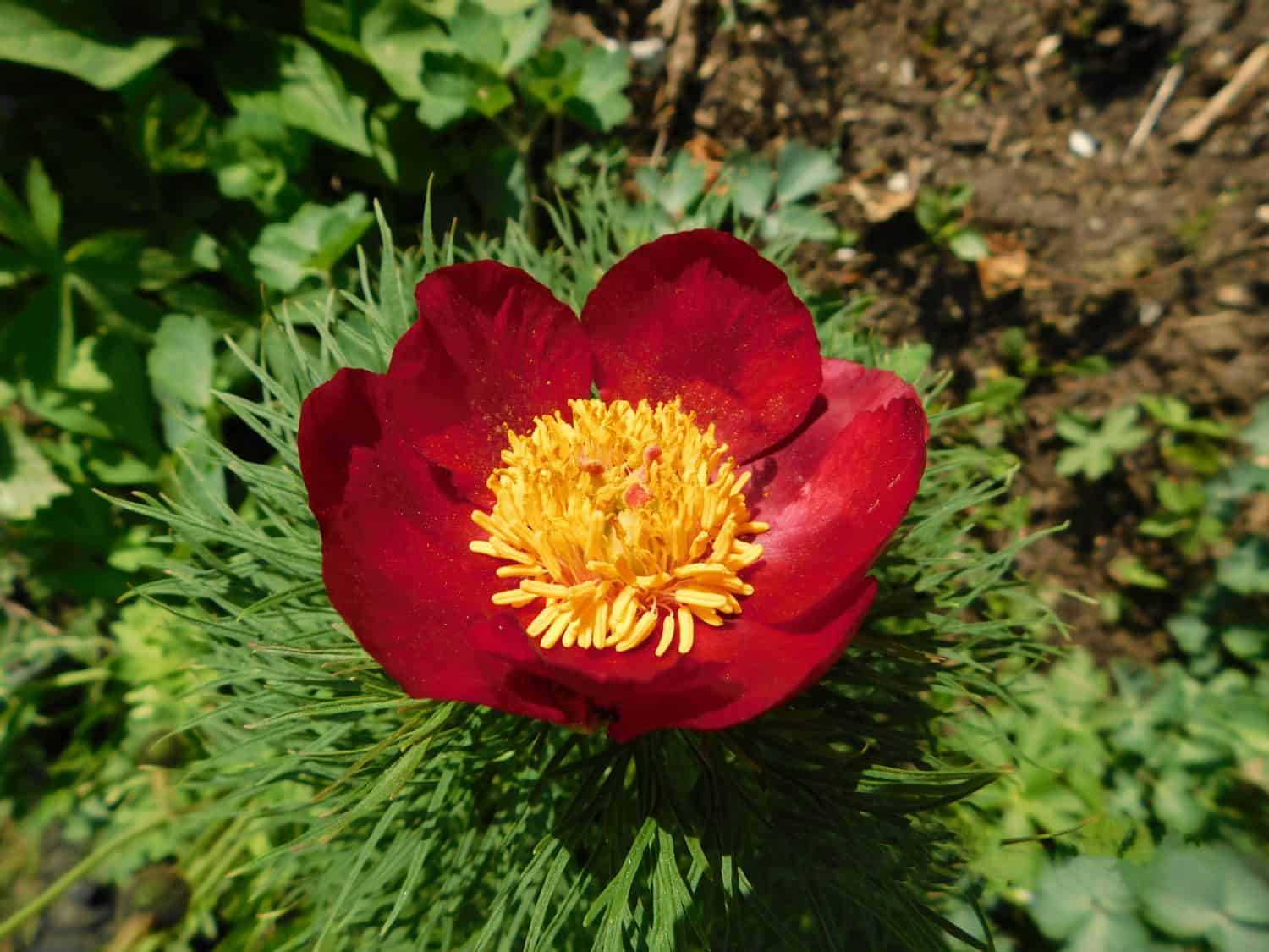 Discover 12 Types of Peony Flowers - A-Z Animals