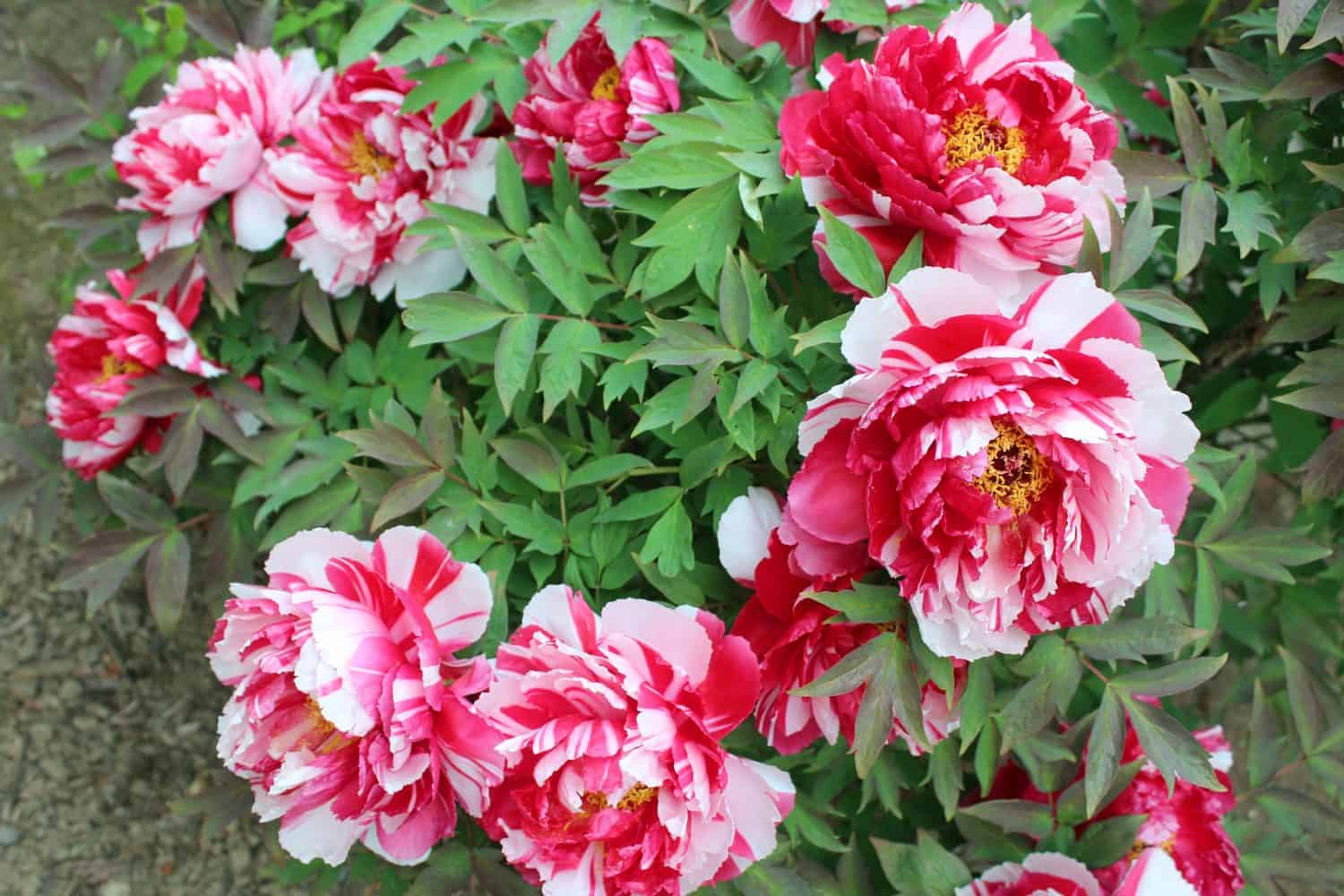Discover 12 Types of Peony Flowers - A-Z Animals