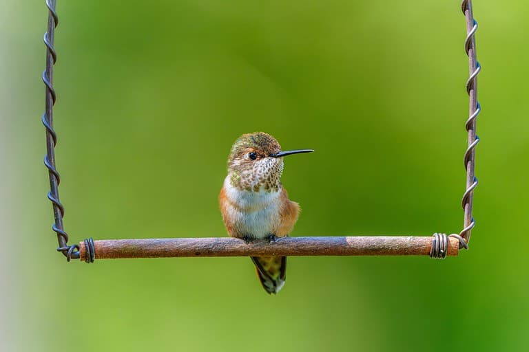Rufous Hummingbird Animal Facts - Selasphorus rufus - A-Z Animals