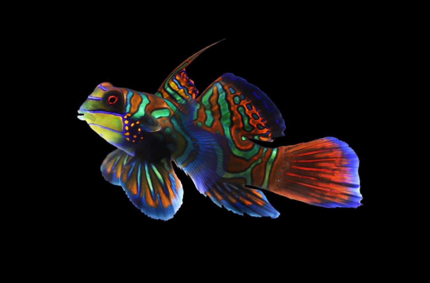 30 Colorful Creatures That Look Like Rainbows - A-Z Animals
