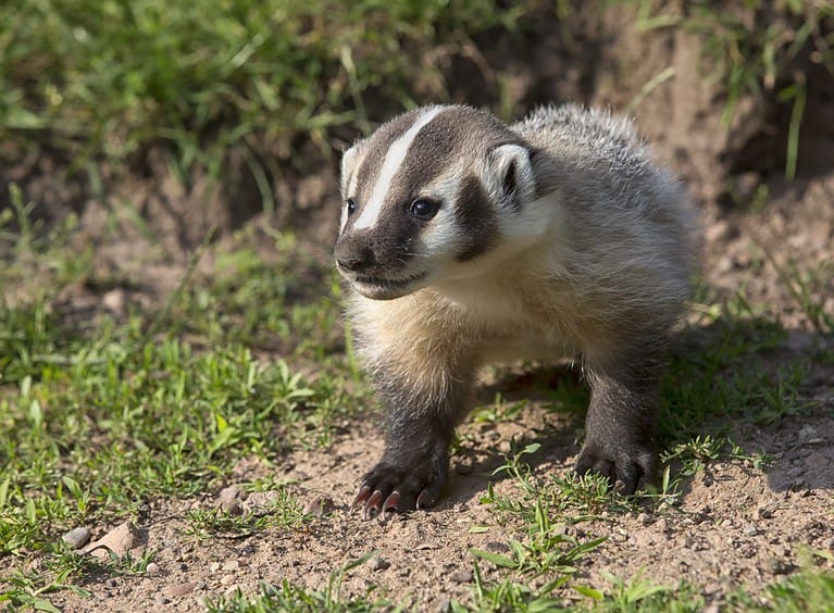 Why is Wisconsin the Badger State? The Surprising Story Behind the Name ...