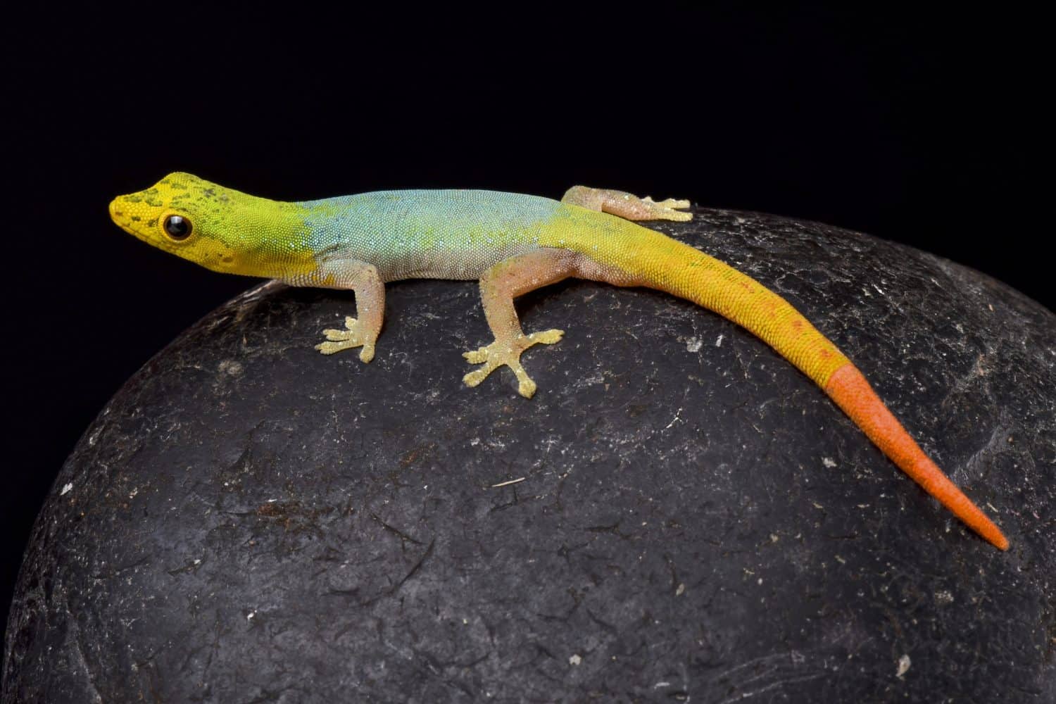 30 Colorful Creatures That Look Like Rainbows - A-Z Animals