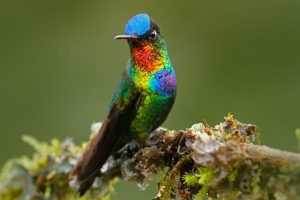 The Most Magnificent Multi-Colored Animals on the Earth - A-Z Animals ...