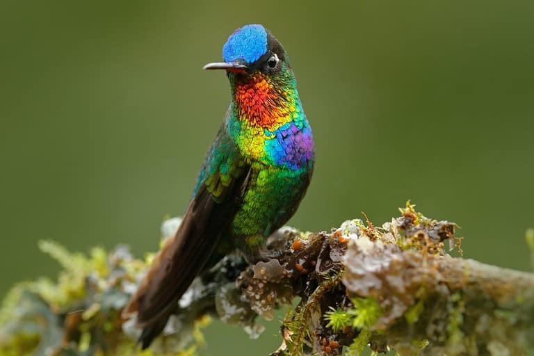 30 Colorful Creatures That Look Like Rainbows - A-Z Animals
