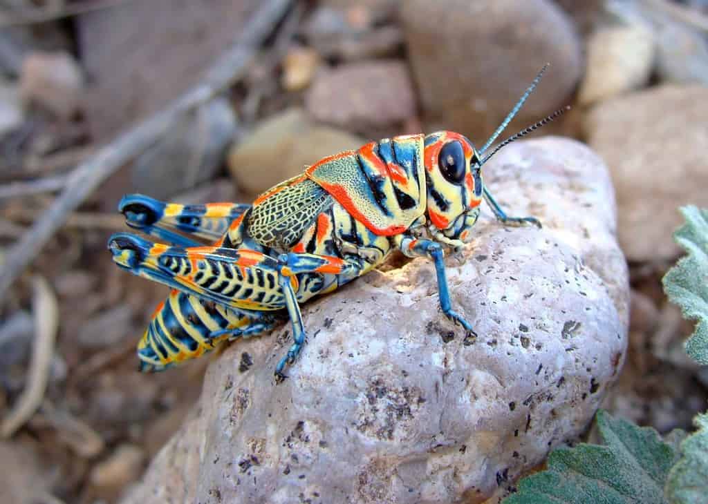 The Most Magnificent Multi-Colored Animals on the Earth - A-Z Animals ...