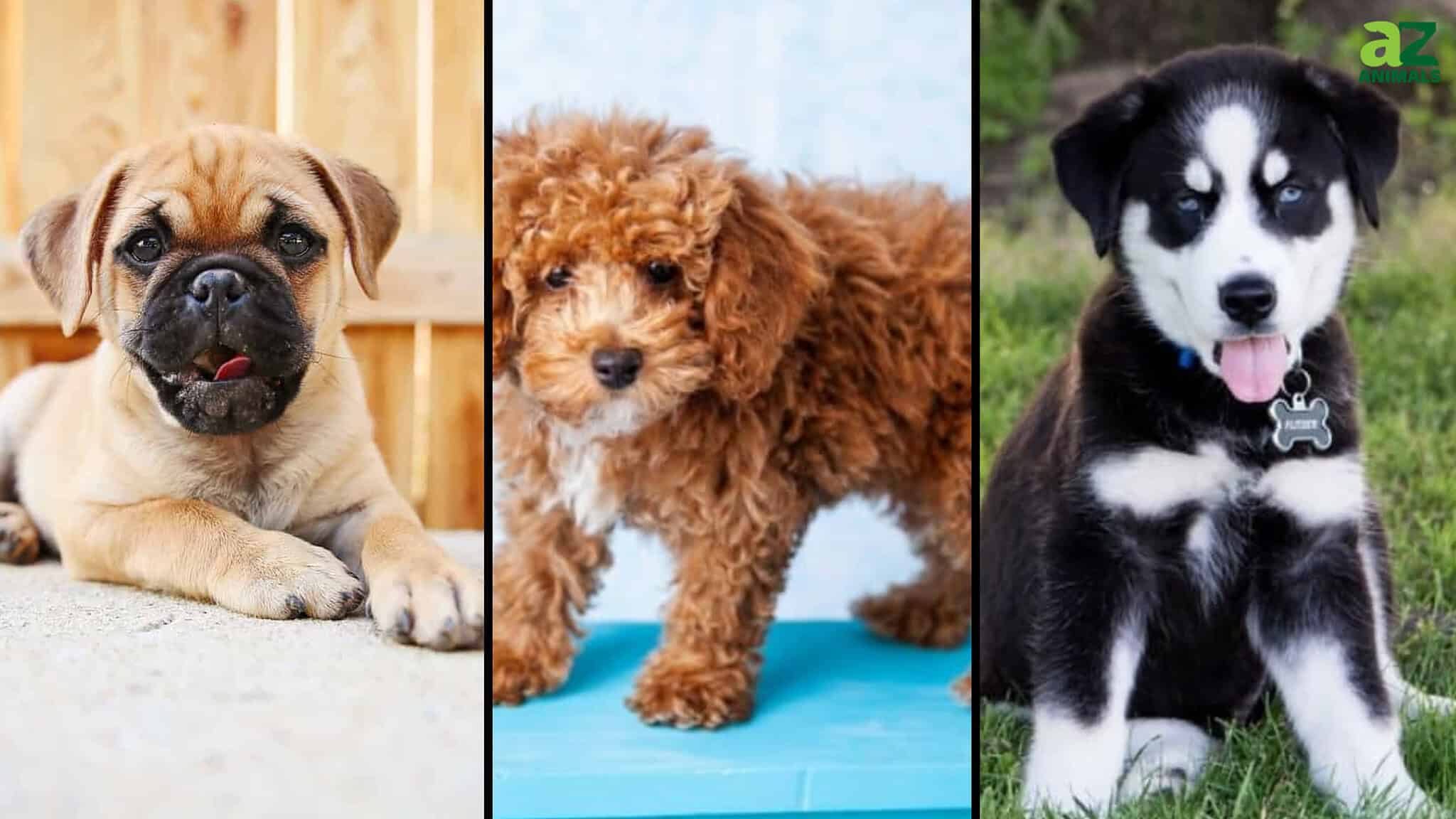 These Adorable Designer Dog Breeds Make Great Pets - A-Z Animals Slideshows