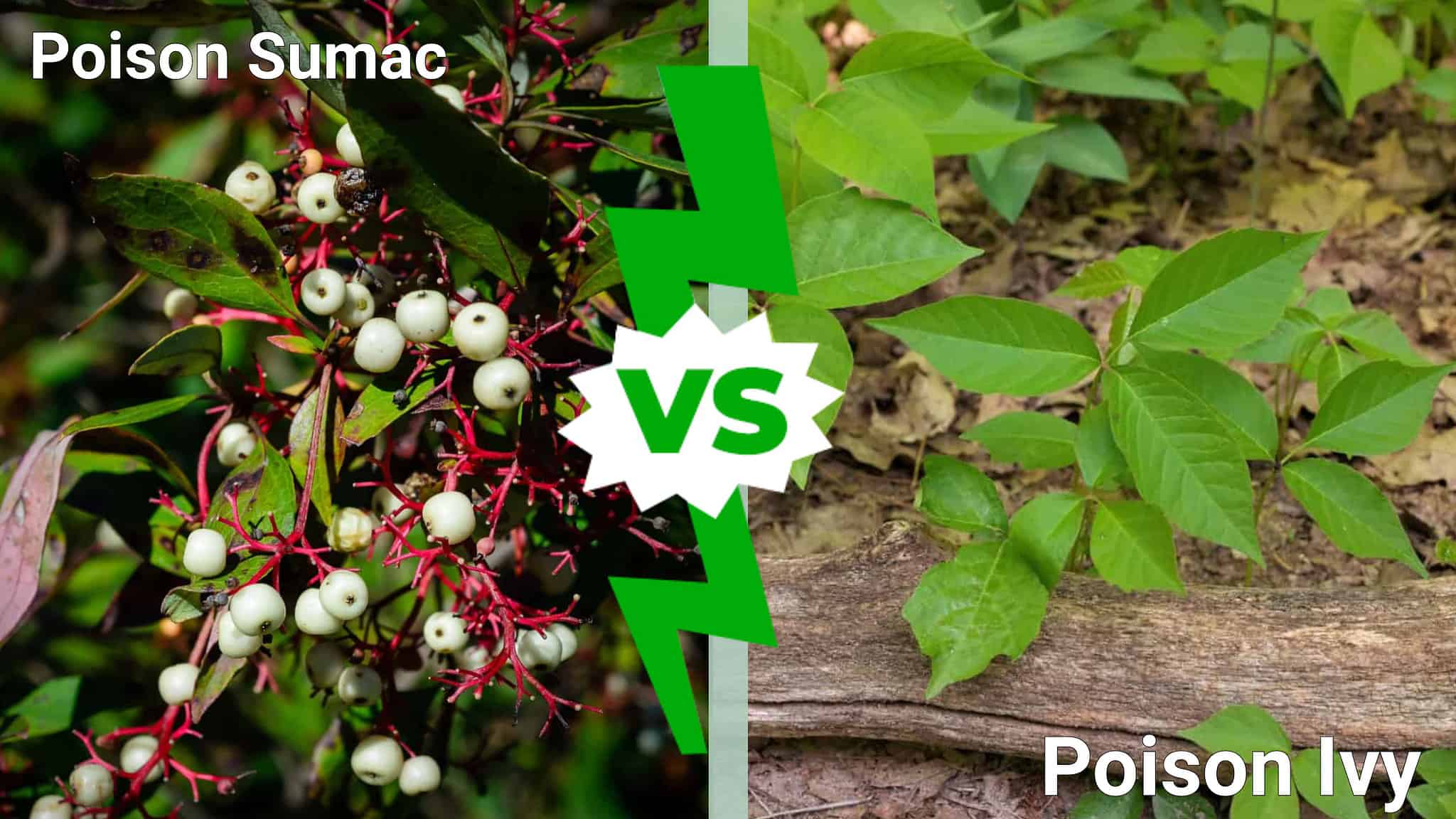 Poison Sumac vs Poison Ivy: Which One Is More Dangerous to Touch? - A-Z ...