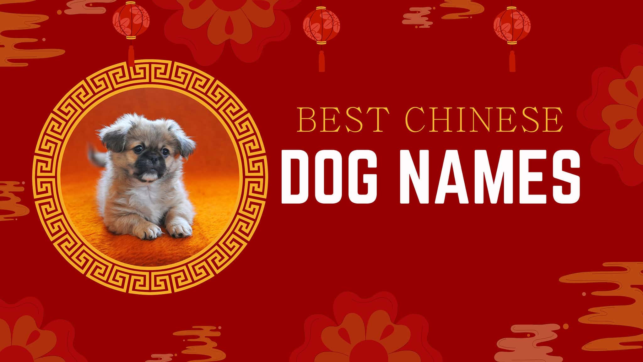 250 Amazing Chinese Dog Names and Their Meanings - A-Z Animals
