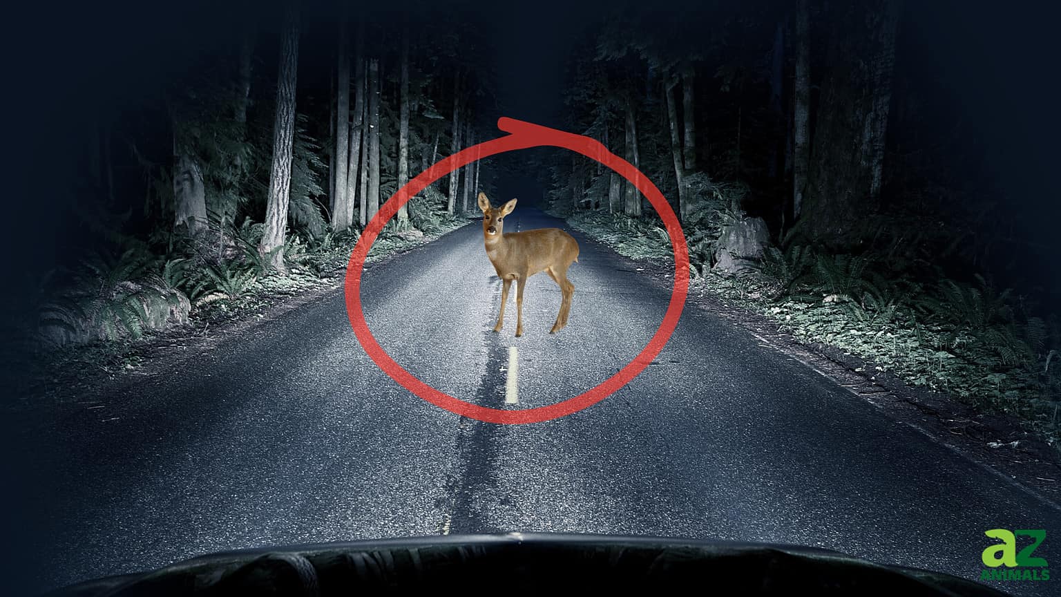 Moose vs Car: How Dangerous is a Collision? - A-Z Animals