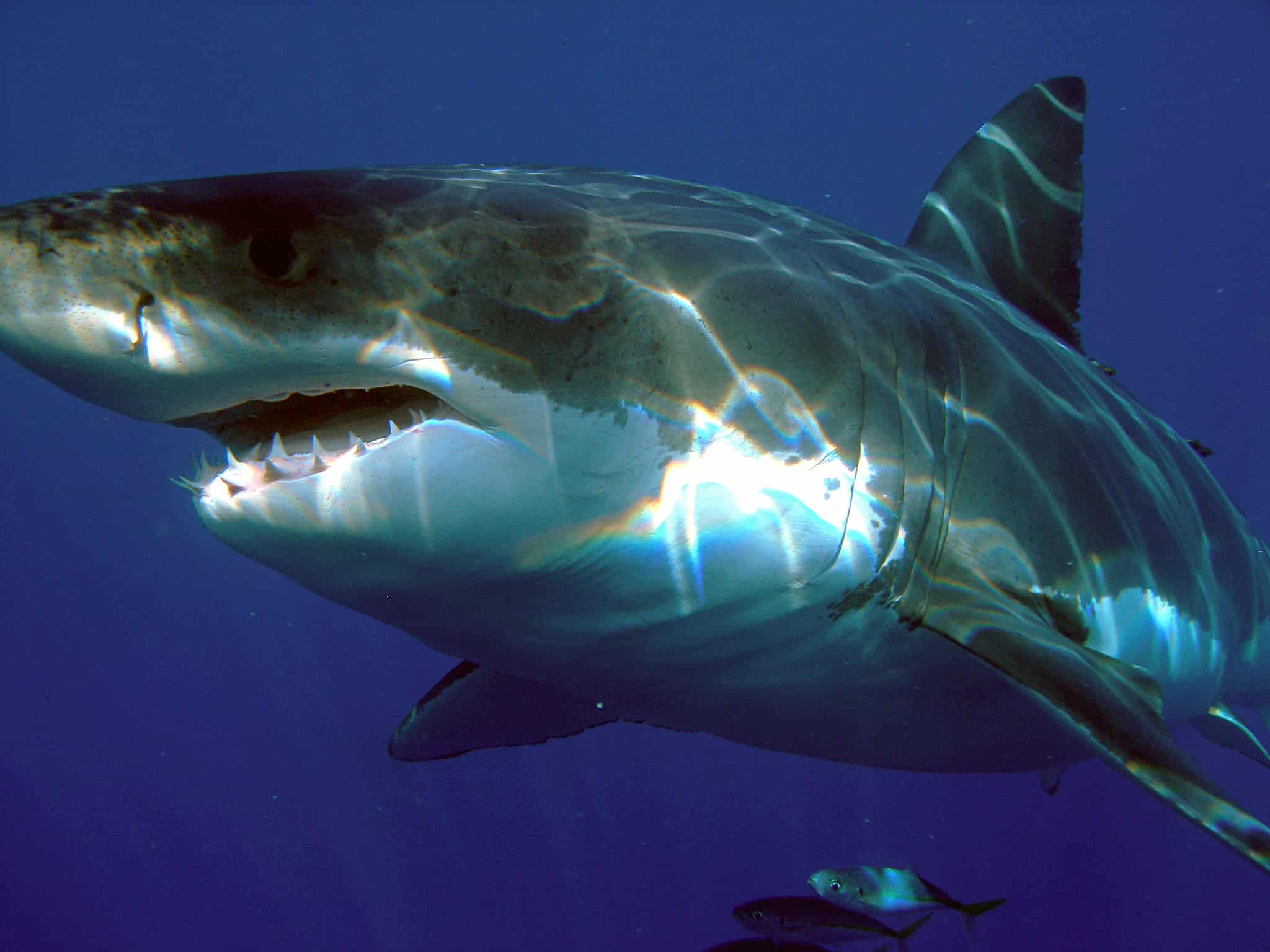 Male vs. Female Sharks: 5 Key Differences - A-Z Animals