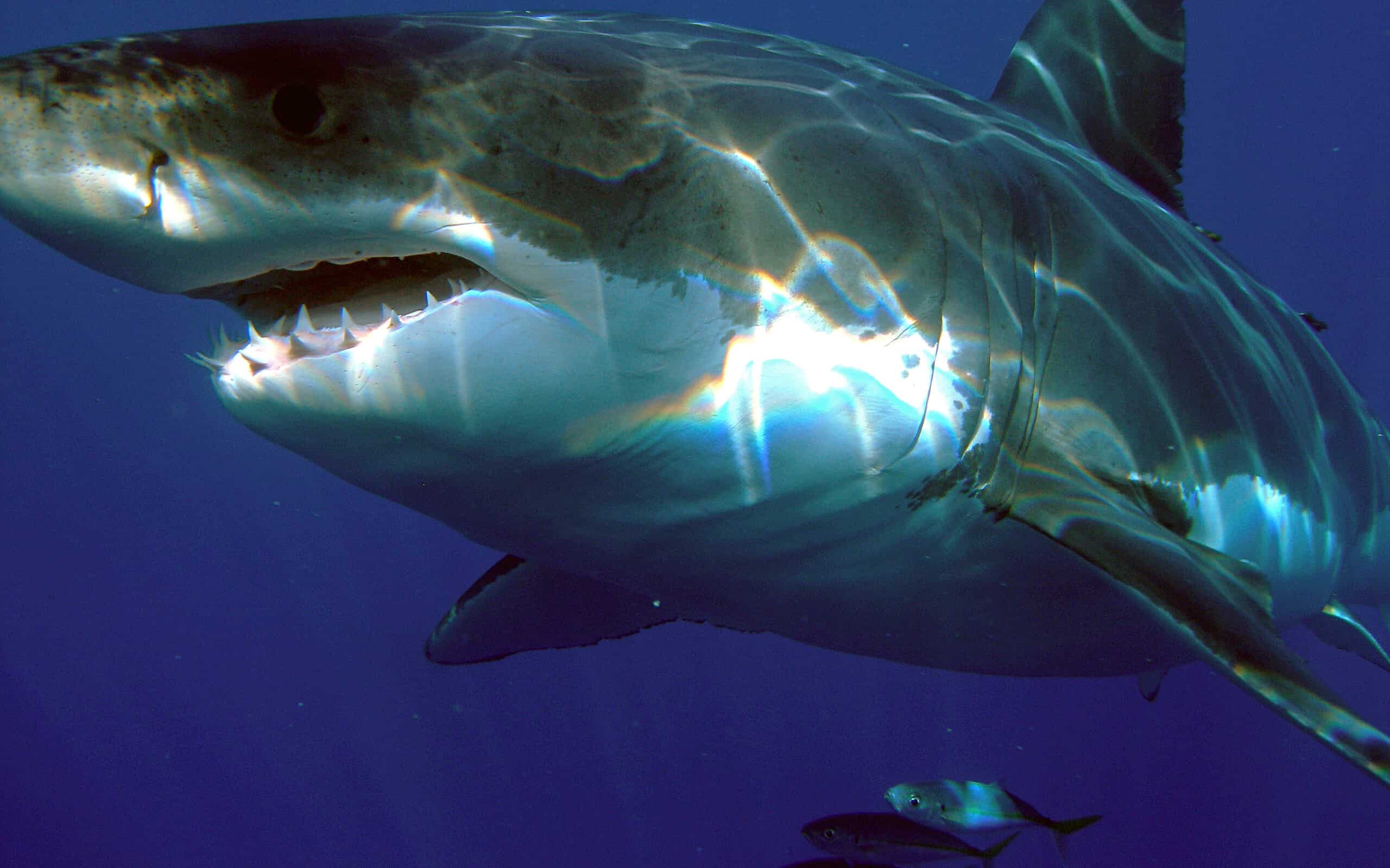 How Far Can Sharks Smell Blood? - A-Z Animals