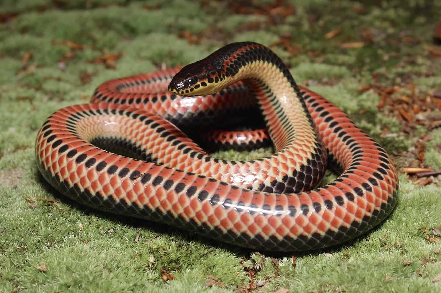 Rainbow Snake Facts and the Largest Specimen Ever Discovered - A-Z Animals Slideshows