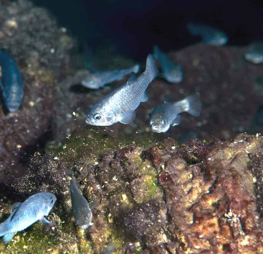 The Rarest Fish in U.S. Waters Can Only Be Found in an Isolated Cave in ...