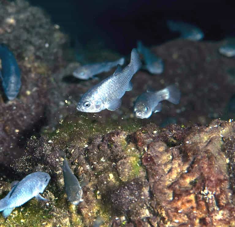 The Rarest Fish in U.S. Waters Can Only Be Found in an Isolated Cave in ...
