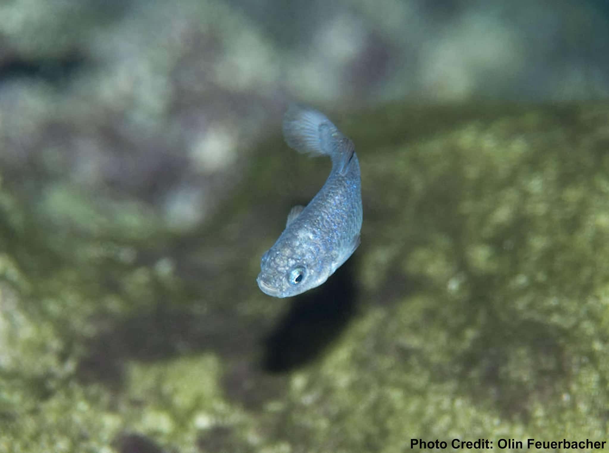 One Pool, One Species: How the Devils Hole Pupfish Became Earth’s Most ...