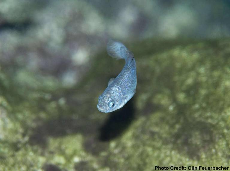 One Pool, One Species: How the Devils Hole Pupfish Became Earth’s Most ...