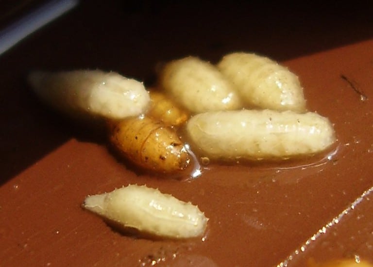 Here's Why You're Being Swarmed By Fruit Flies This Summer - A-Z Animals