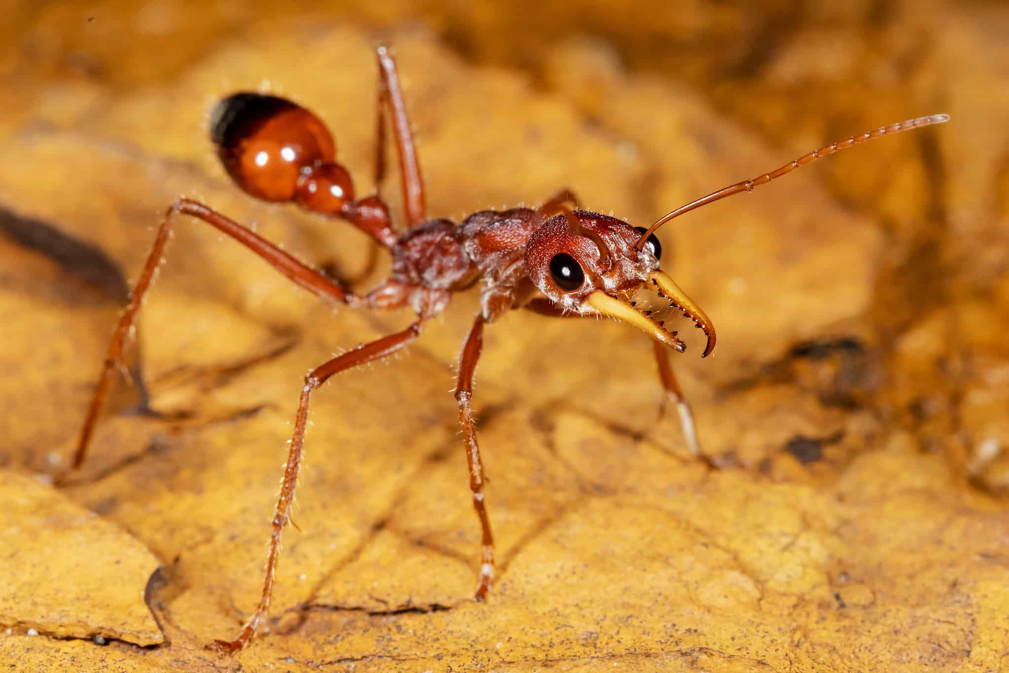 The 9 Most Dangerous Ants in the World - A-Z Animals