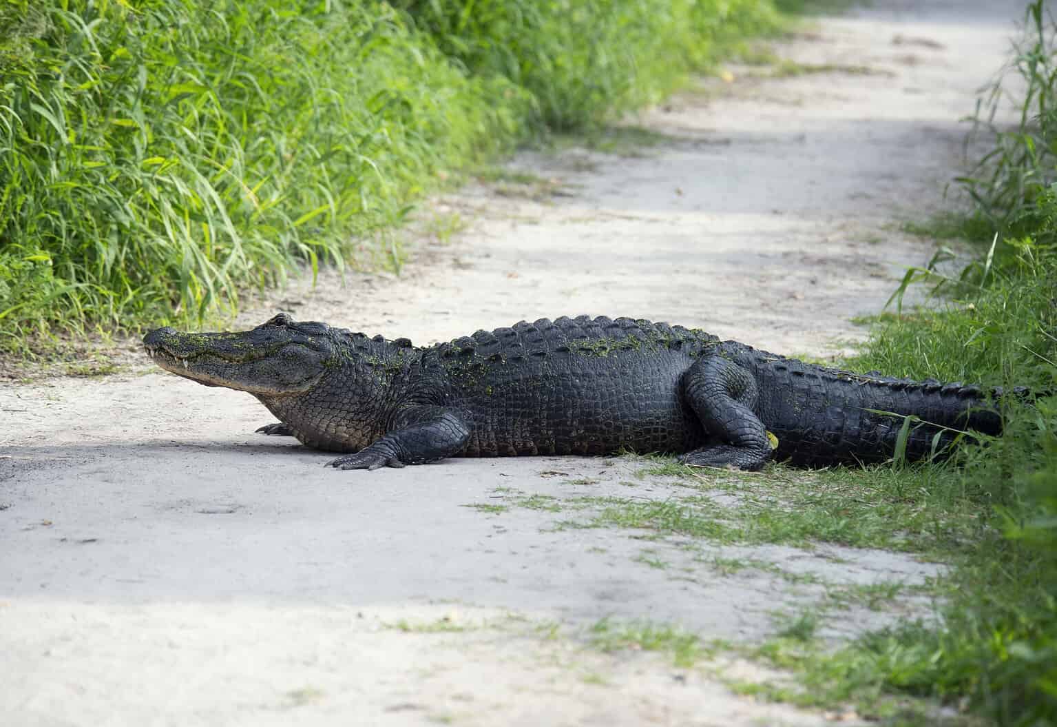 This Video of a Completely Camouflaged Gator Will Make You Never Want ...