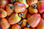 The 8 Countries That Harvest the Most Cashews - A-Z Animals