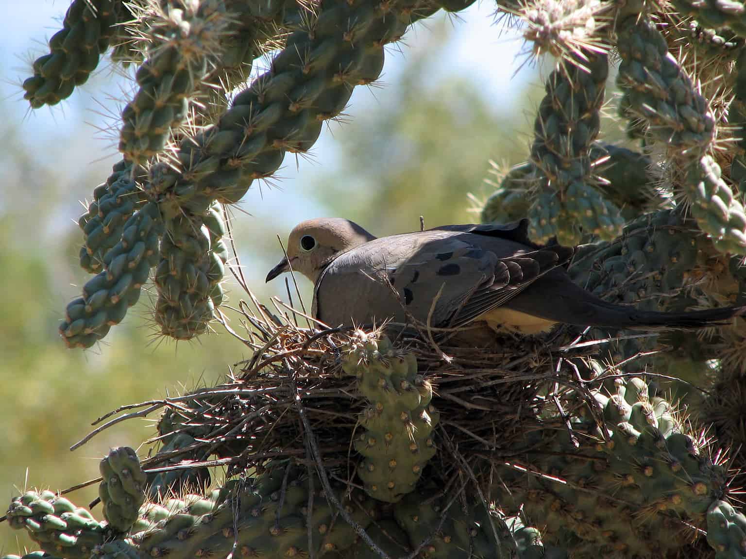 Where Do Mourning Doves Nest? - A-Z Animals