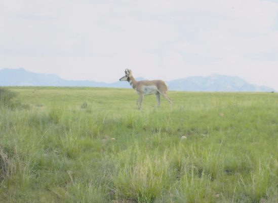 All the Animals That Roam Great Basin National Park - A-Z Animals