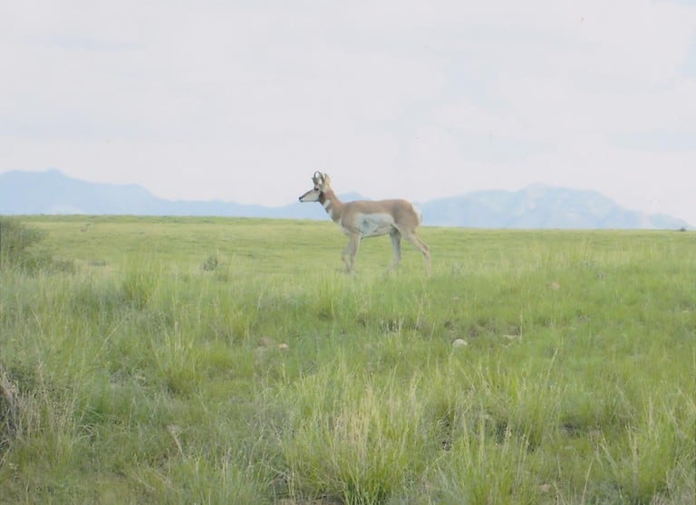 All the Animals That Roam Great Basin National Park - A-Z Animals