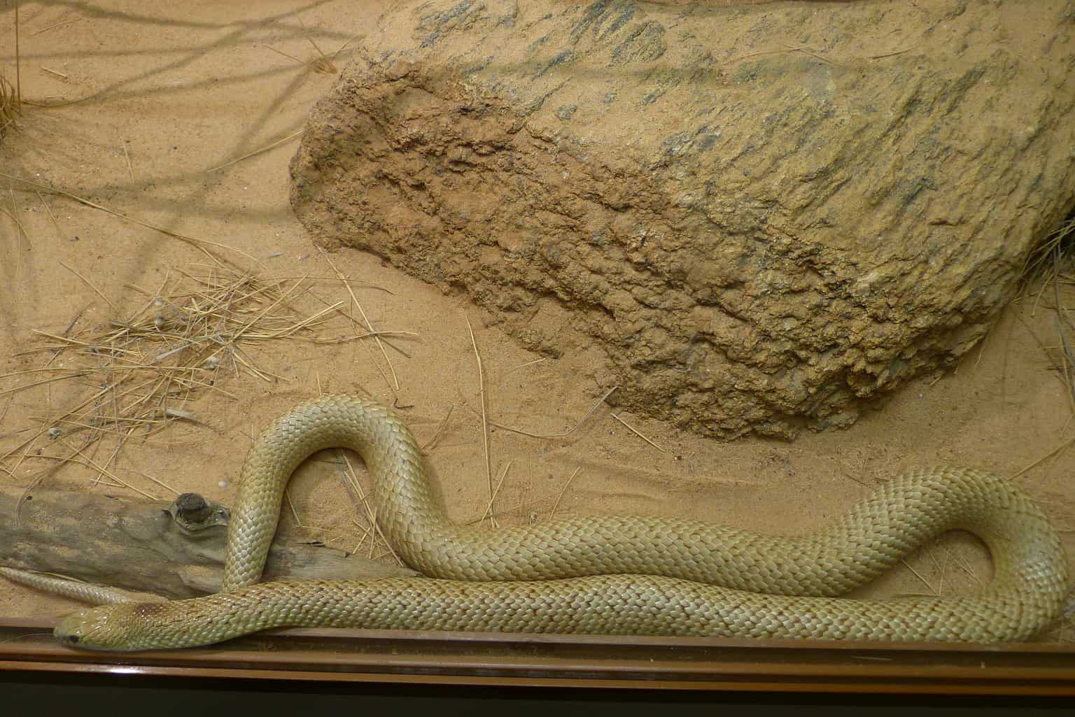 The Most Stunning Spotted Snakes - A-Z Animals Slideshows