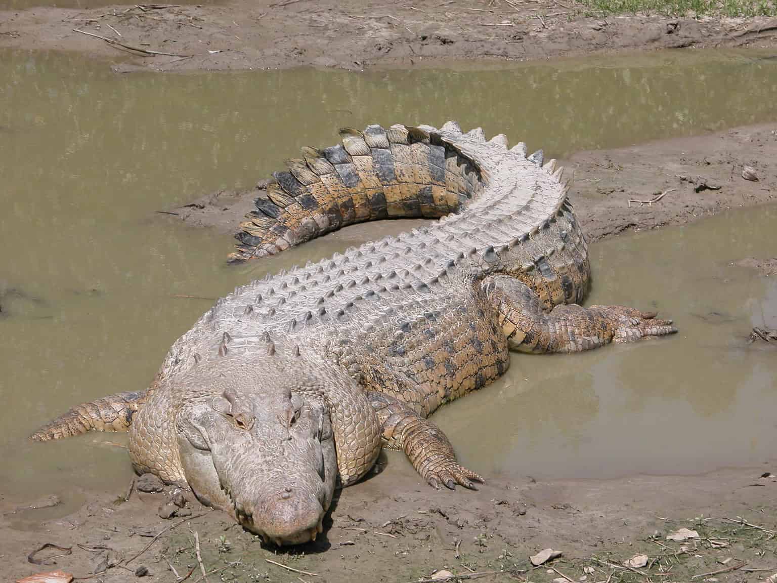 Saltwater Crocodile Size Comparison: Their Size vs. Humans - A-Z Animals