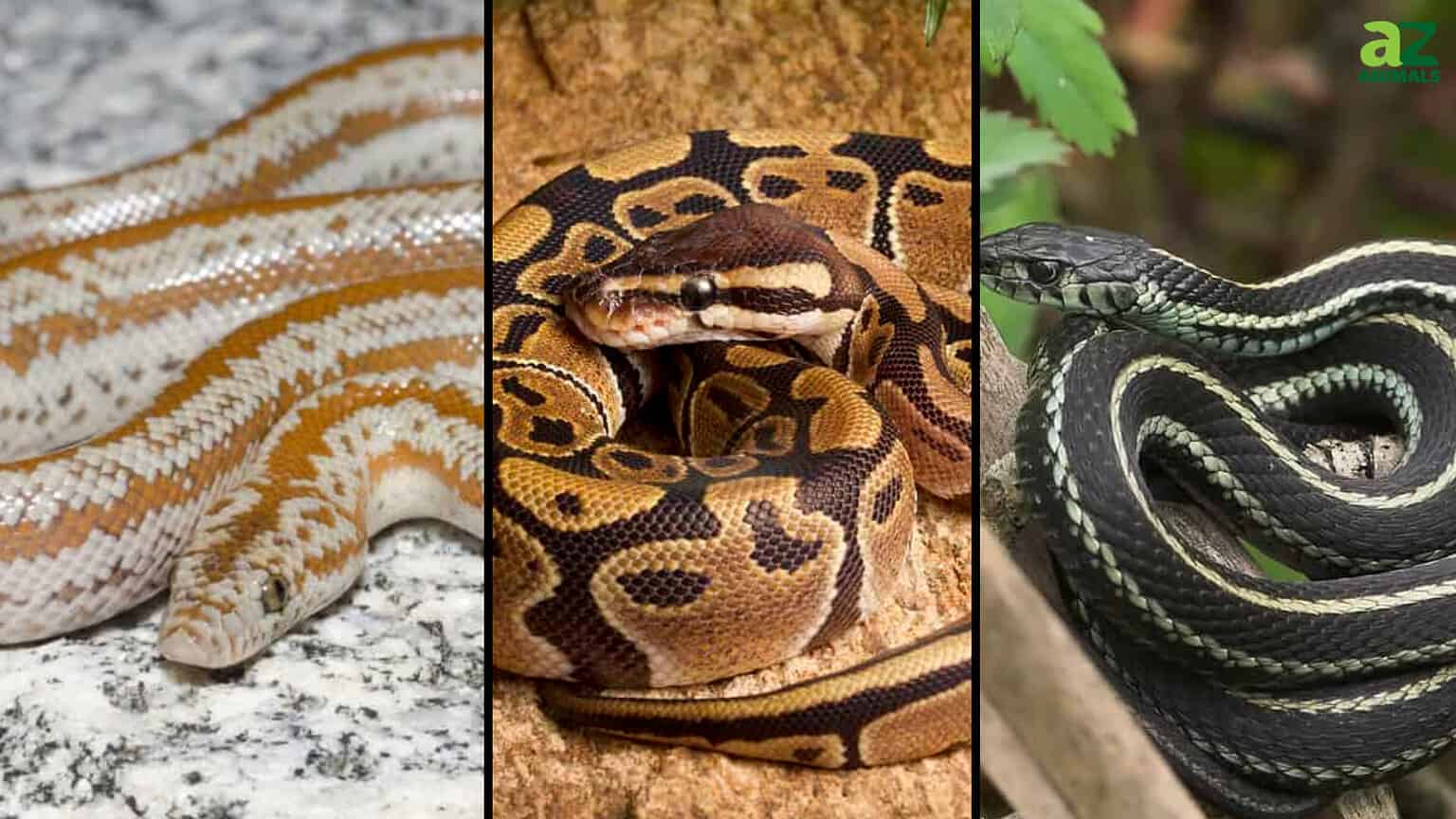 The 11 Best Pet Snakes for Beginners (Safe and Low Maintenance!) - A-Z ...