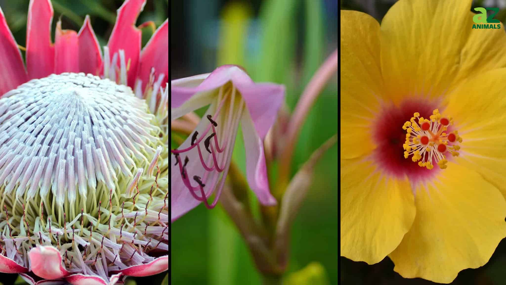 12 Incredible Flowers That Mean Strength - A-Z Animals