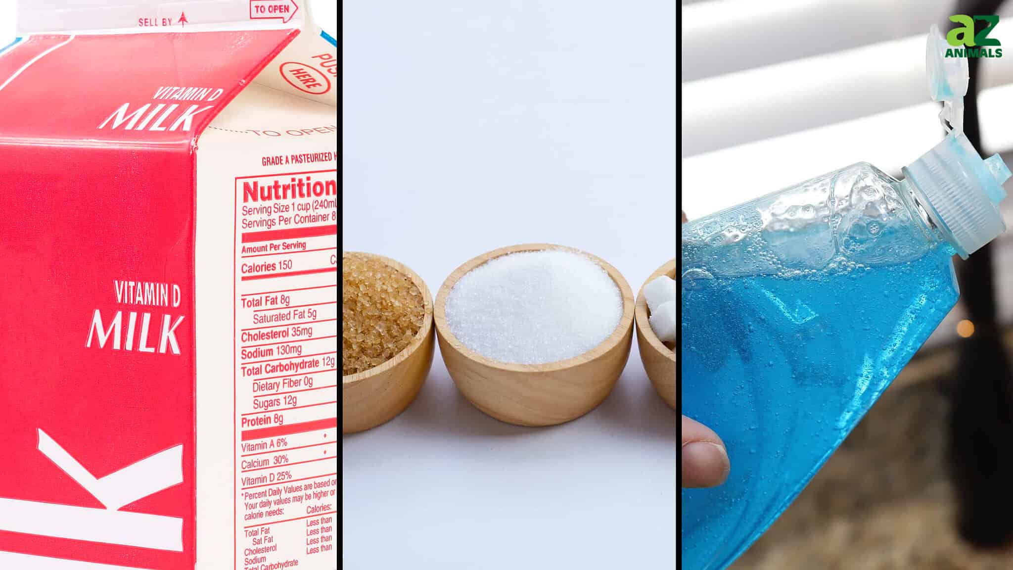 Shoo Fruit Flies Away From Your Home for Good - A-Z Animals Slideshows