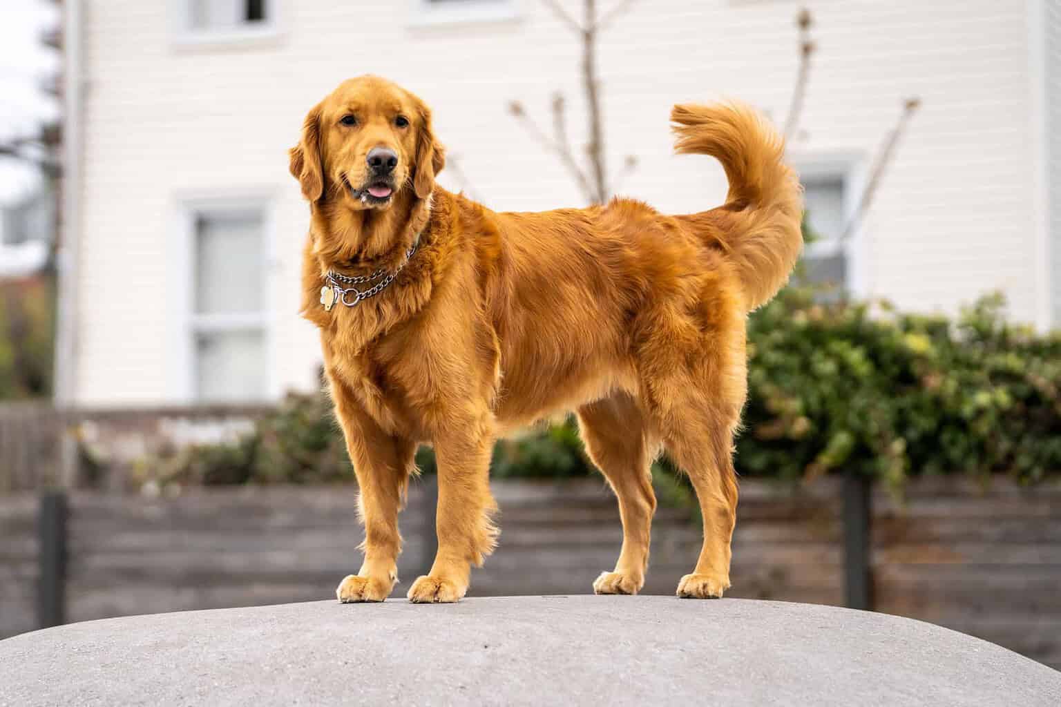 31 Dogs Owned by Celebrities - A-Z Animals