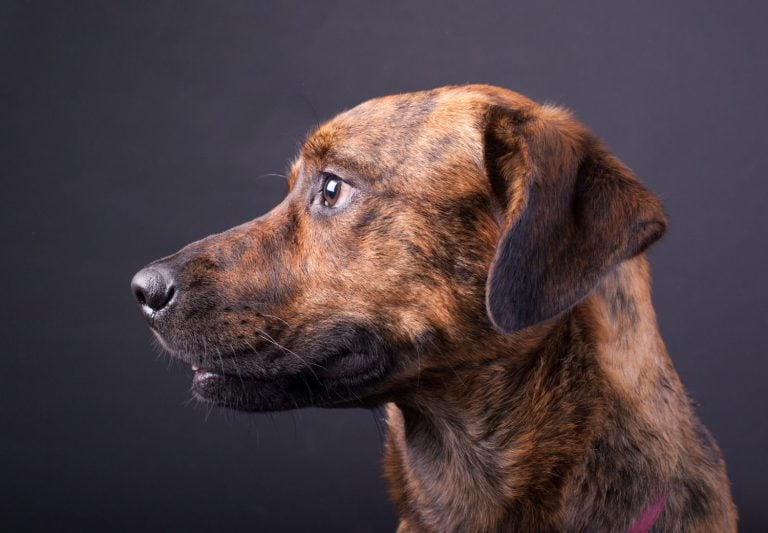 Plott Hound Progression: Growth Chart, Milestones, and Training Tips ...
