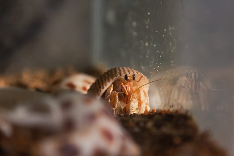Hermit Crabs as Pets: Know These Pros and Cons Before Getting One - A-Z ...