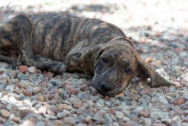 Plott Hound Progression: Growth Chart, Milestones, and Training Tips ...