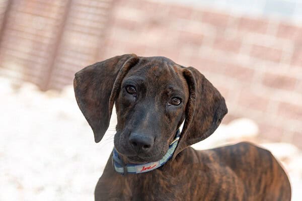 Plott Hound Progression: Growth Chart, Milestones, and Training Tips ...